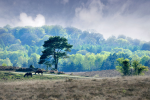 Forest Therapy & Spa Therapy Combined