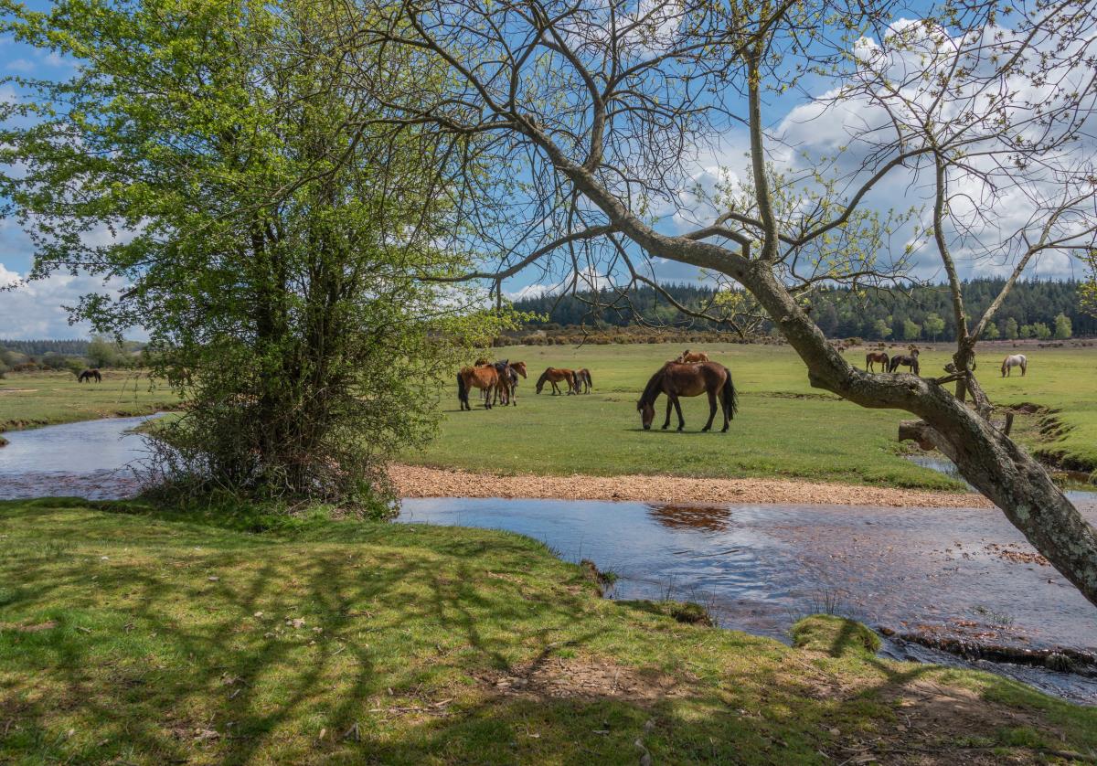 Top things to do this April in the New Forest
