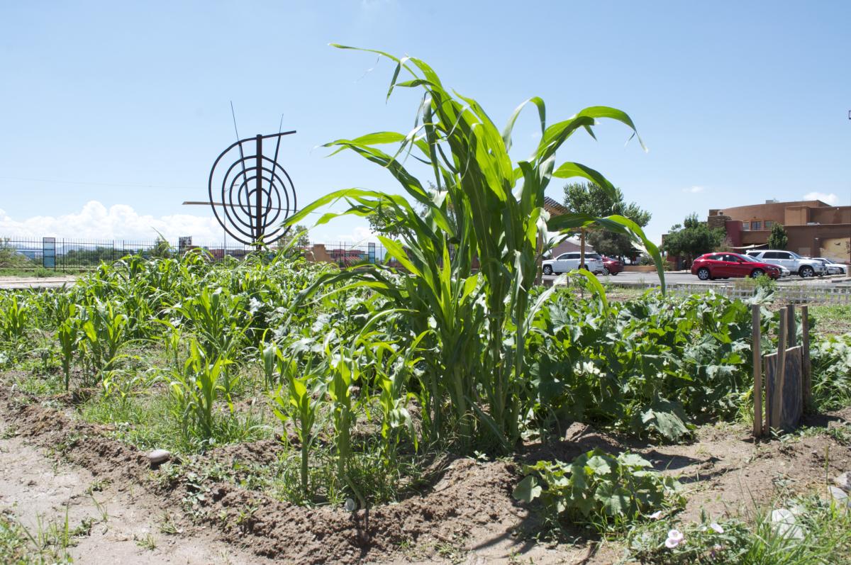 Pueblo Indians Farming Corn Three Nebraska Tribes Are Done Losing