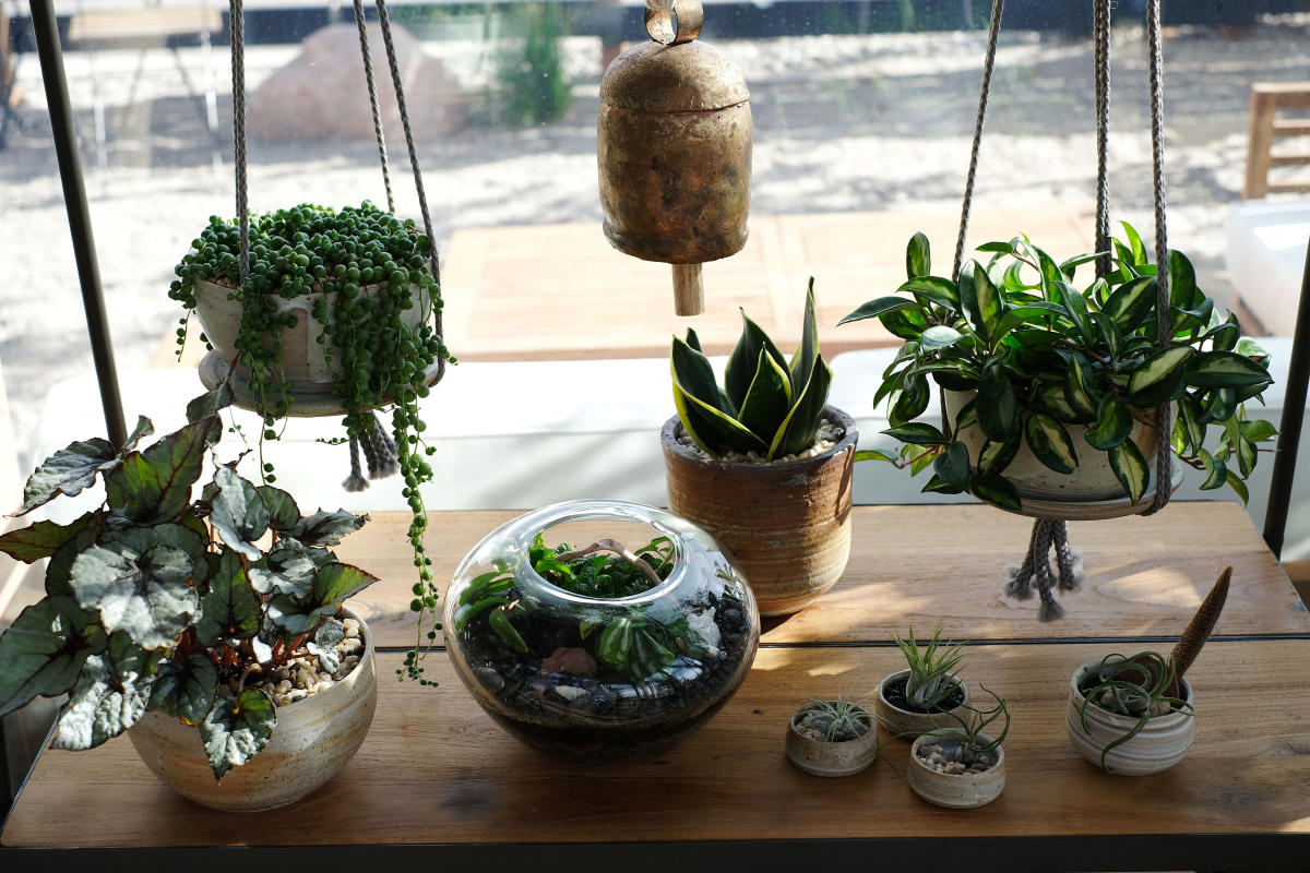 Sweet Sweet Succulents