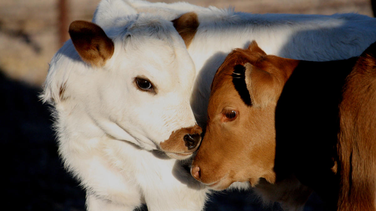 Explore the New Mexico Farm & Ranch Museum in Las Cruces