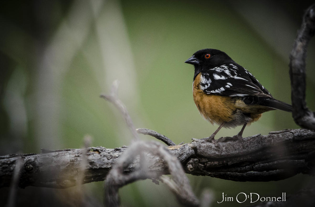 Bird Watching Northeast New Mexico | Scenic Trails & Lakes