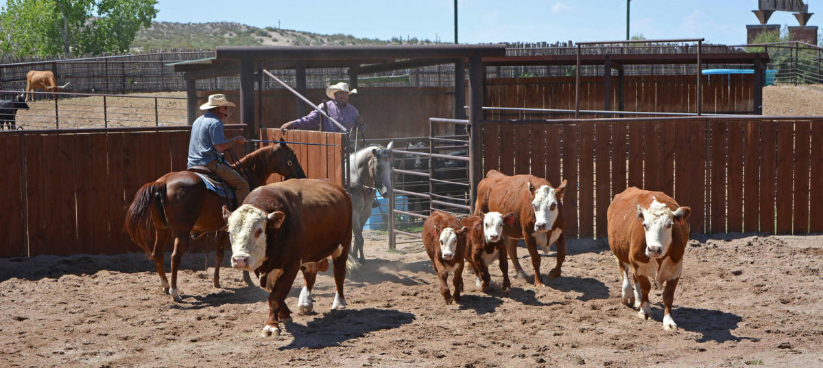 New Mexico Farm and Ranch Heritage Museum - New Mexico Tourism - Travel ...