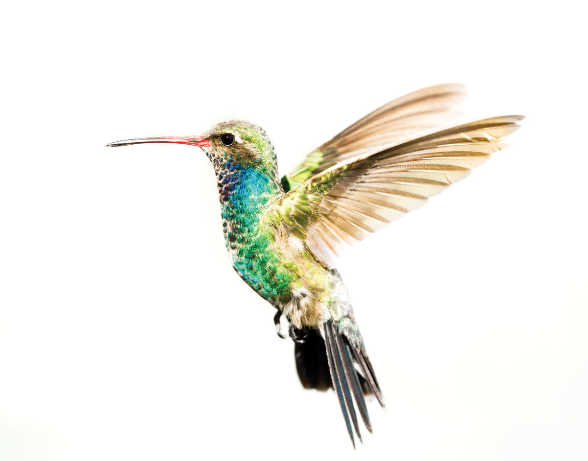 Flight of the Hummingbirds