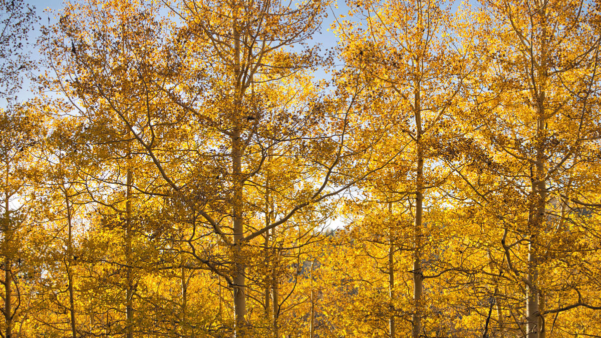 Aspen Tree The Biggest Living Thing On Earth Is Being Nibbled To