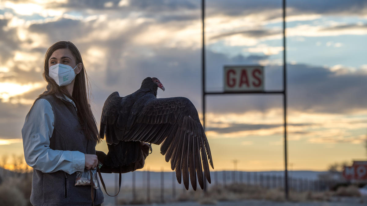 Discover the Weird World of the Turkey Vulture