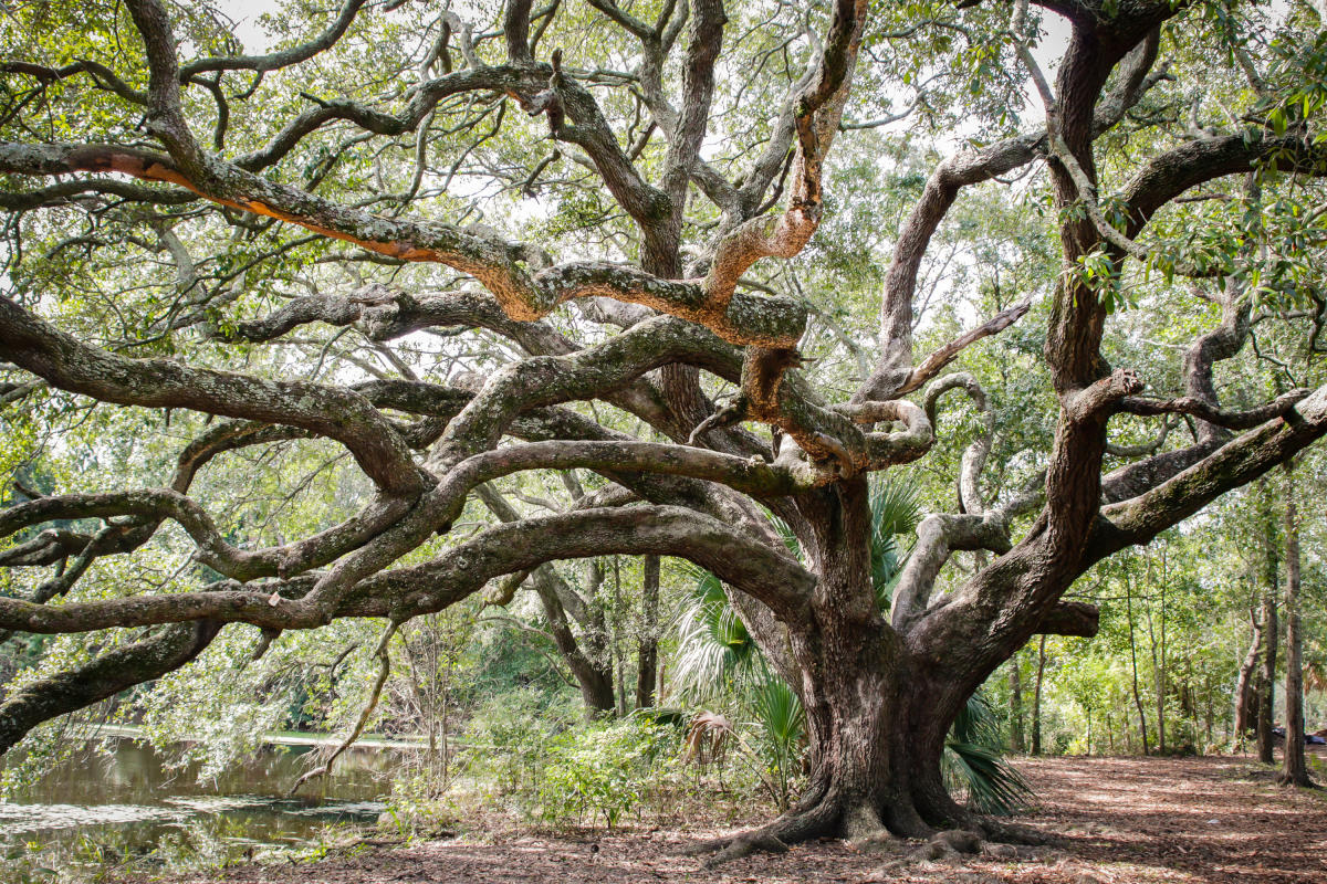 Oak Trees in New Orleans Oak Trees in New Orleans
