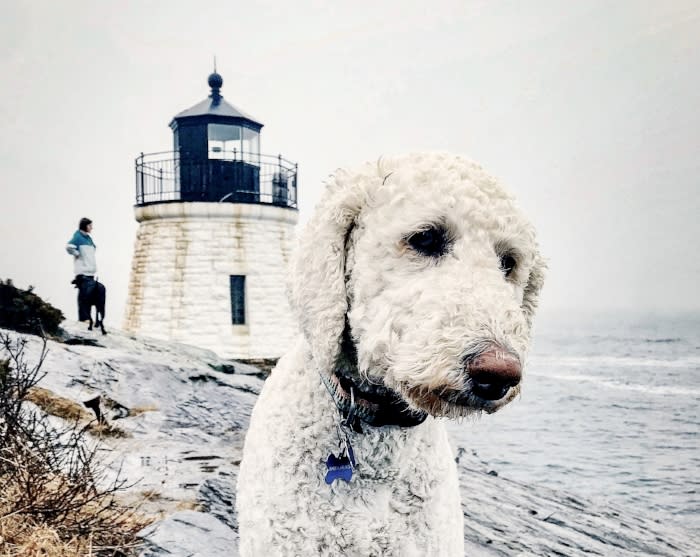 Dog-Friendly in Newport RI | Discover Newport, Rhode Island