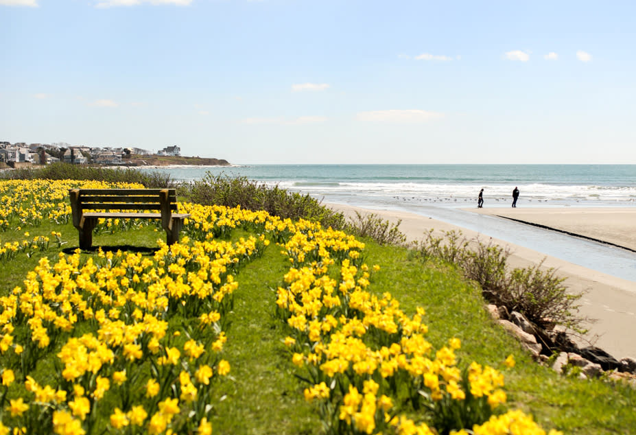 This East Coast City Is Covered With More Than 1 Million Daffodils ...