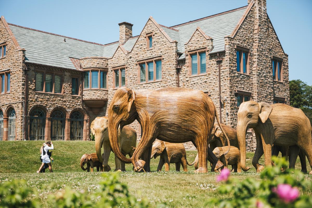 The Great Elephant Migration is Coming to Newport | 100 Life-Sized ...