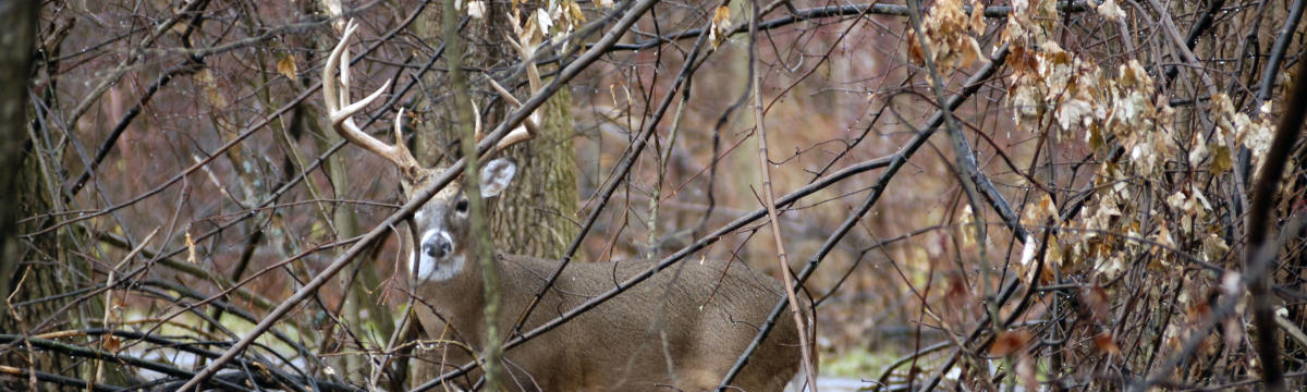 Hunting in New York | Find Info, Resources & Guides