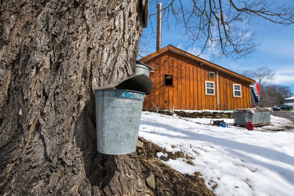 Maple Sugaring in New York | Adirondack Maple Farms