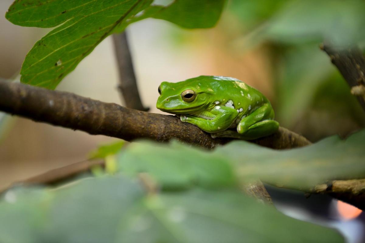 New York Nature Centers | Rogers Center, Tifft Nature Preserve