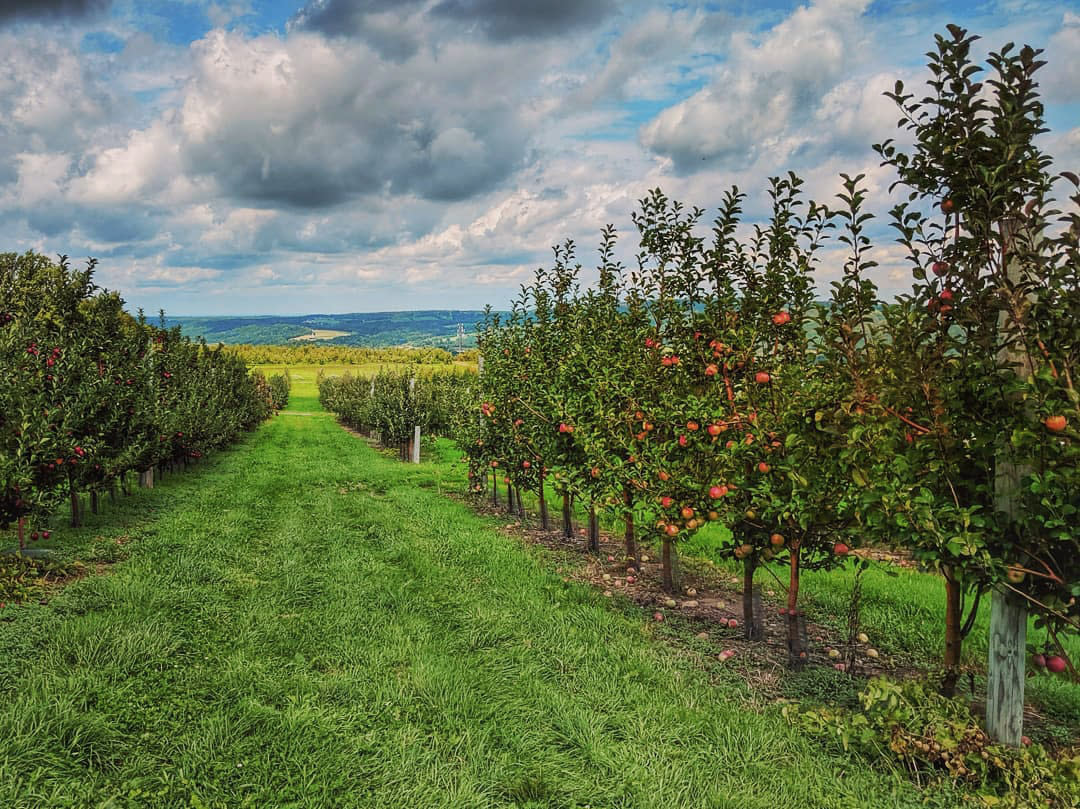 12 of the Best Places for Apple Picking