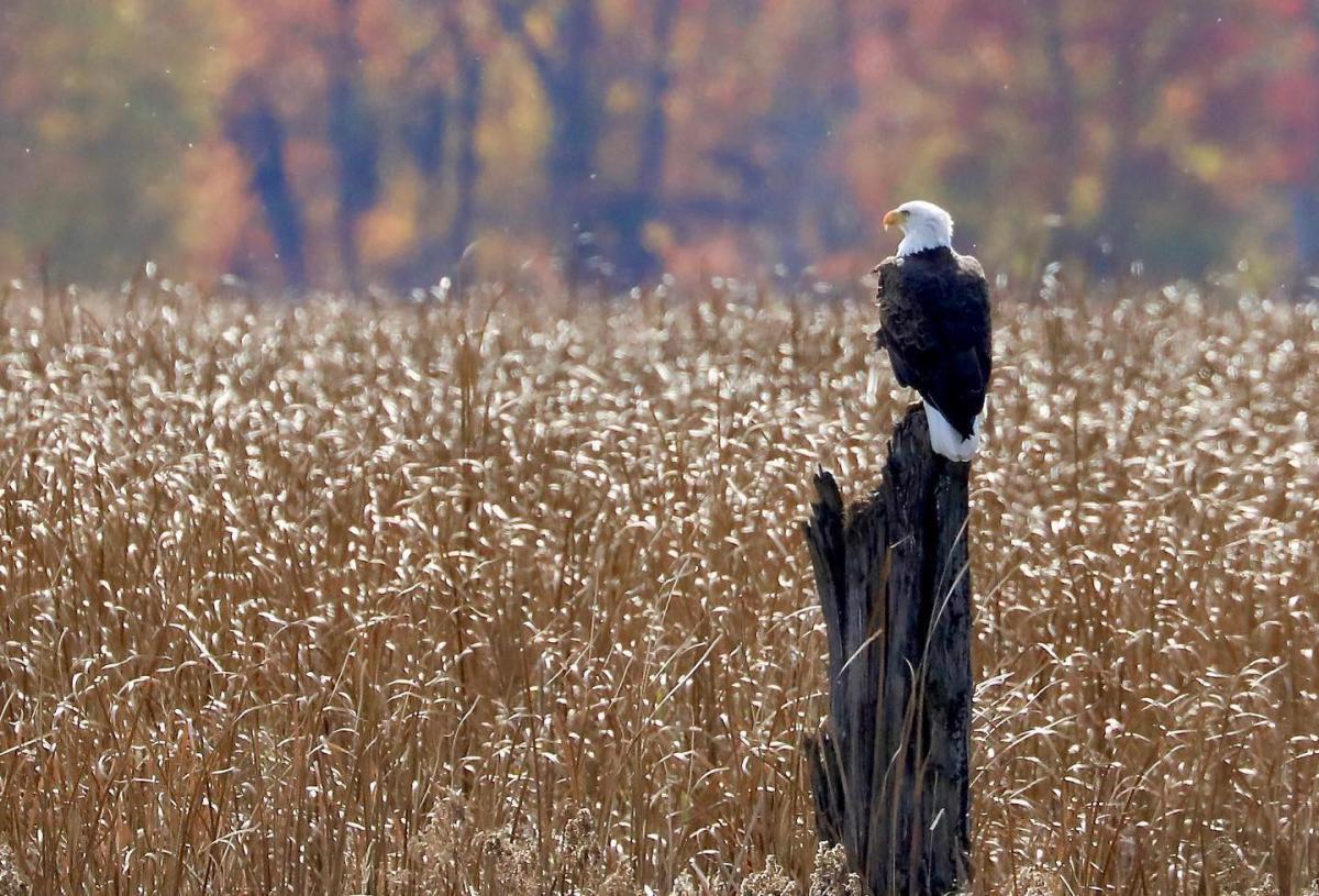 Beginner's Guide to Birdwatching in New York State