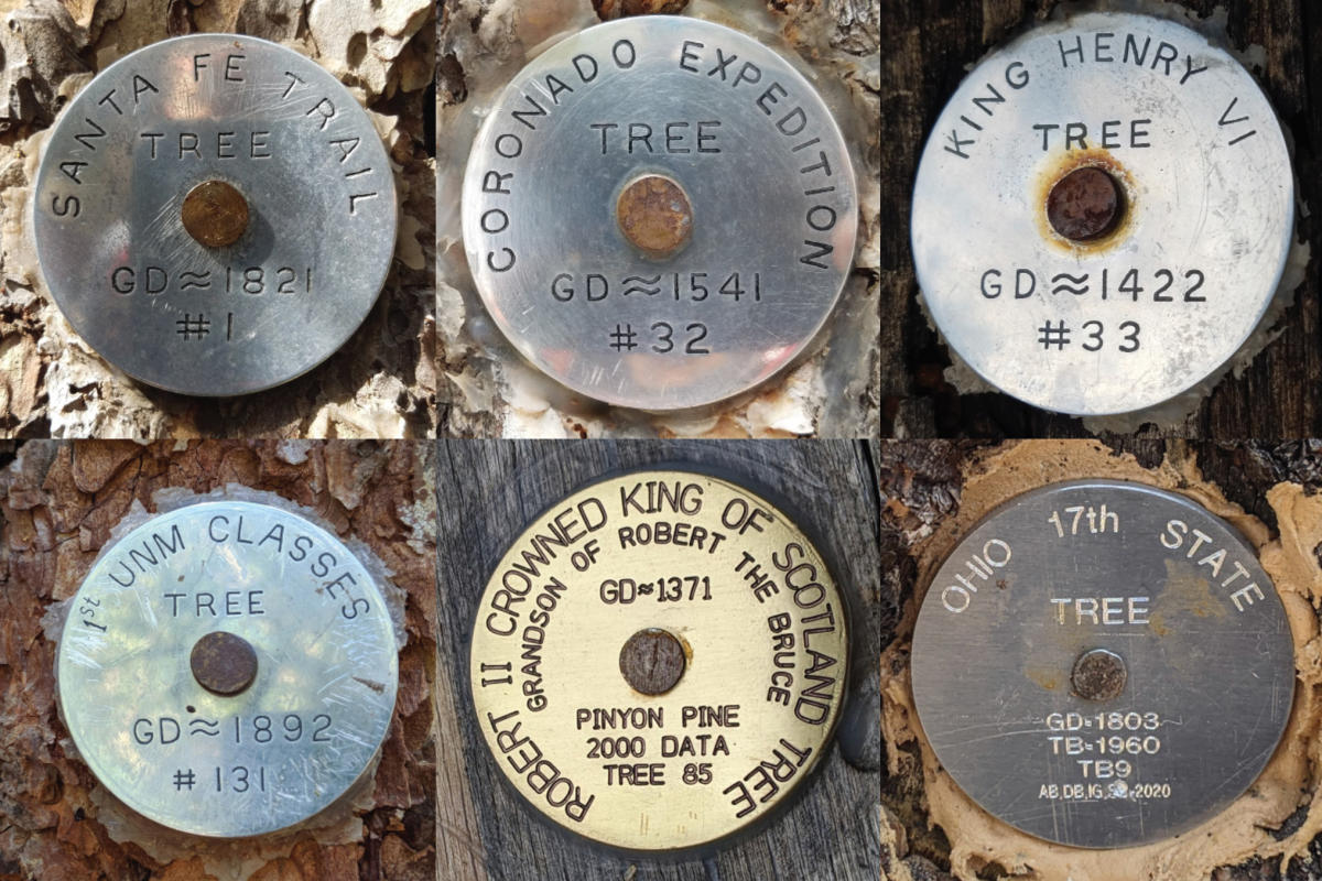 The Sandia Mountain Medallion Trees Mystery