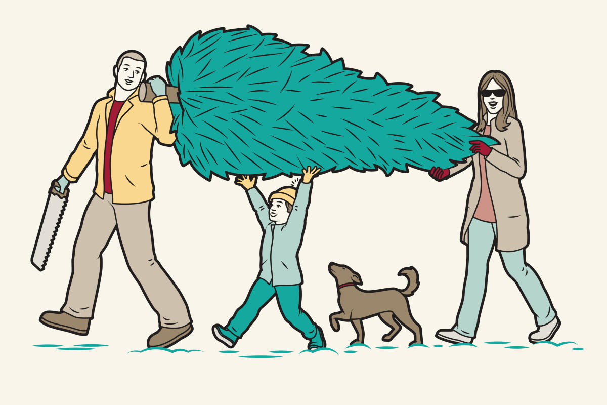 Cut Down Your Own Christmas Tree in New Mexico