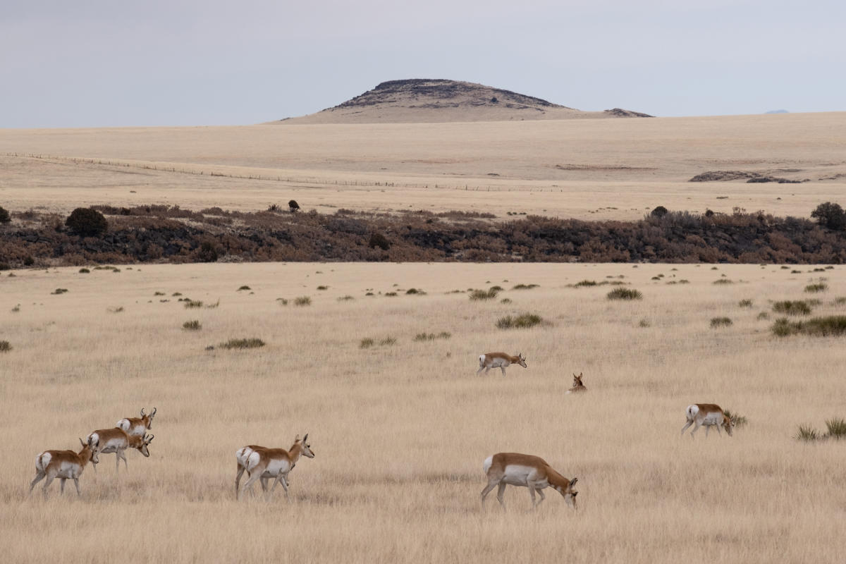Efforts Help to Restore Pronghorn in New Mexico