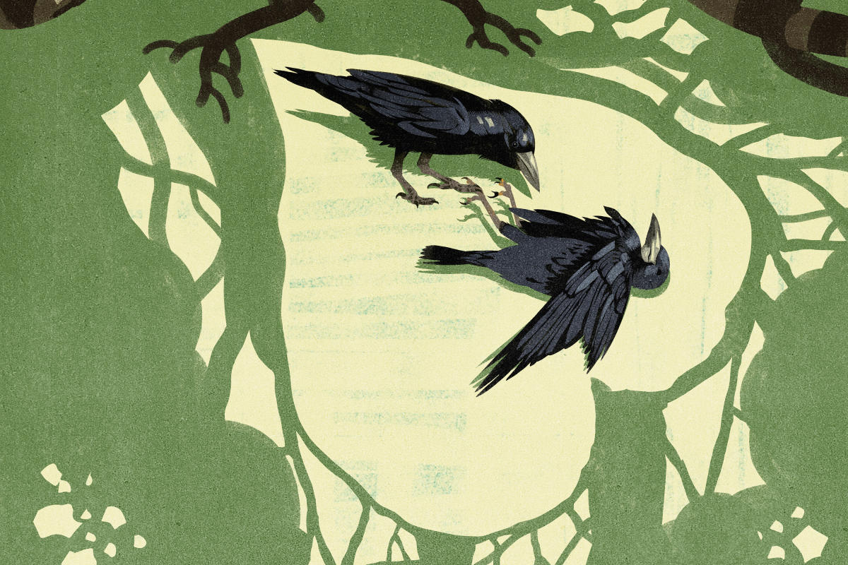 do ravens work together