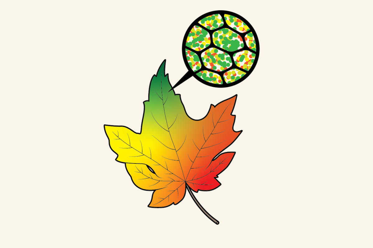 See How Leaves Get Their Fall Colors in New Mexico