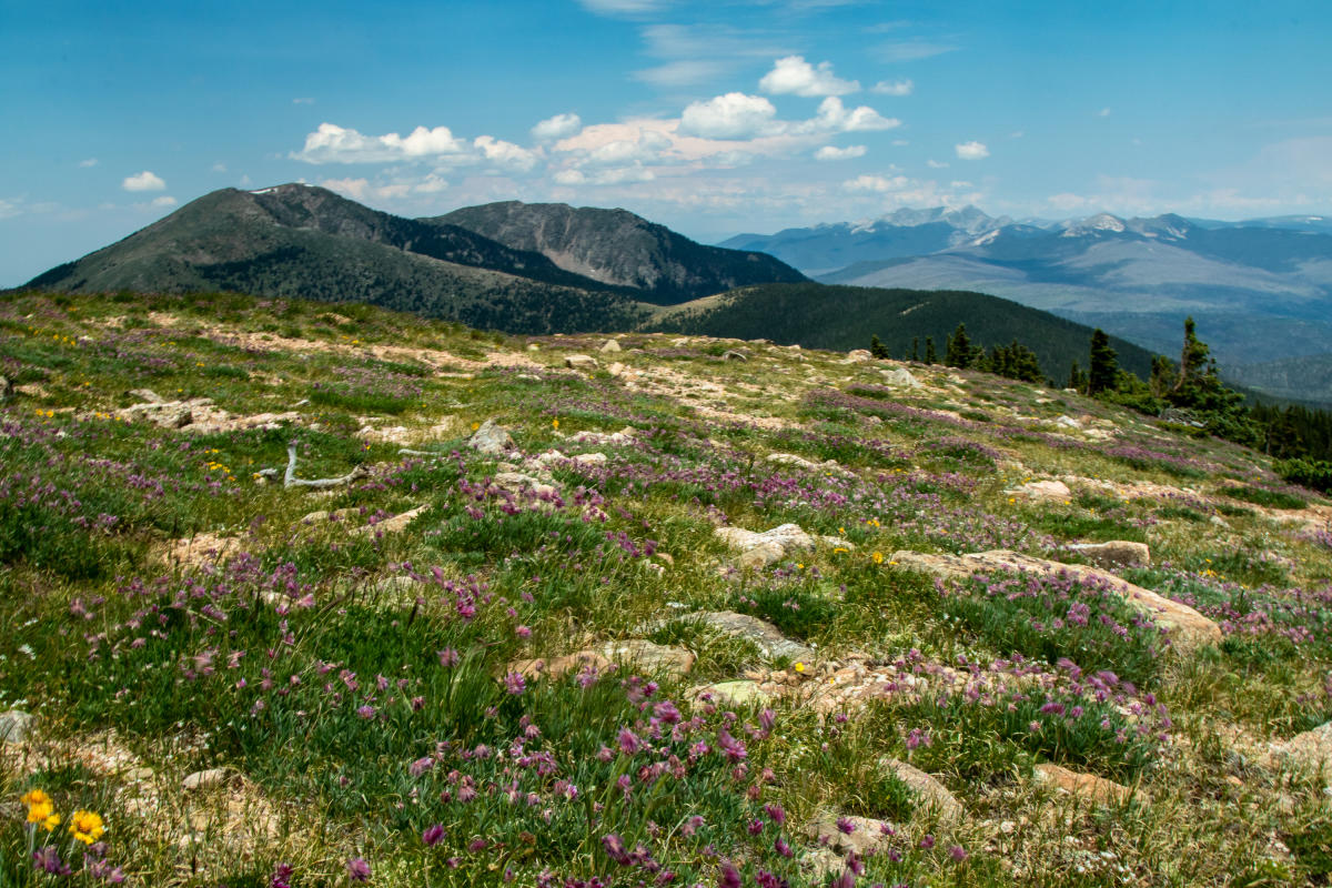 Five Ways to Find Wildflowers in New Mexico
