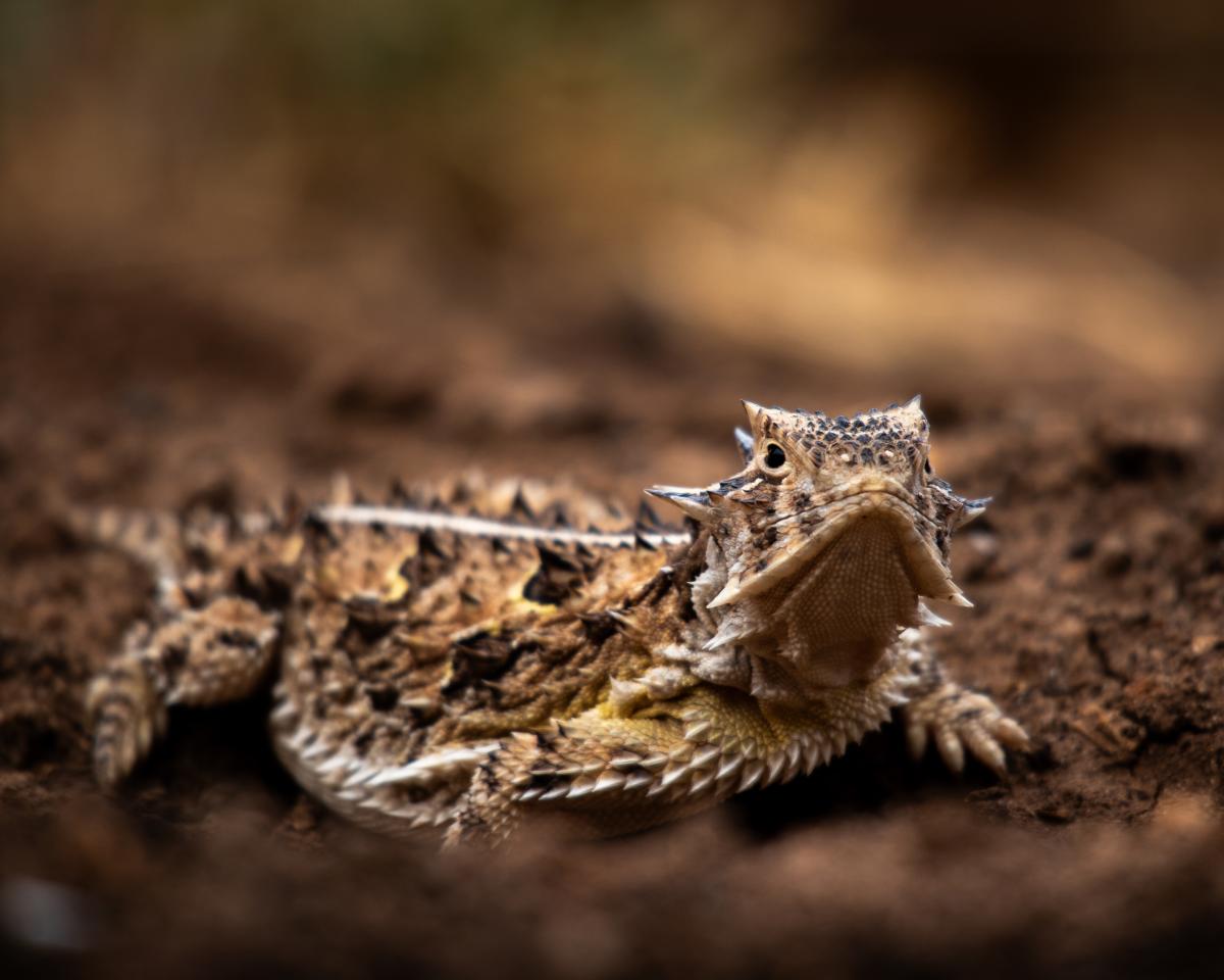 horned lizard