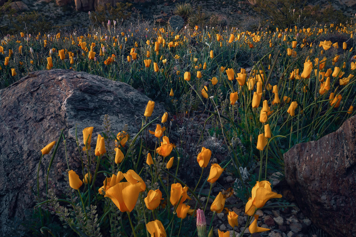 Find Wildflowers in New Mexico, along the Winsor National Recreation Trail
