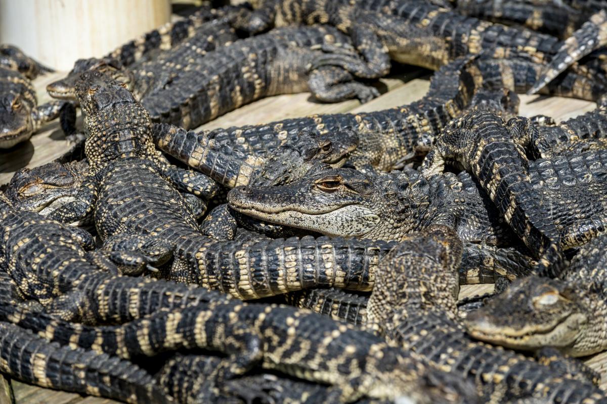 Visit Alligator Adventure in NMB | Explore North Myrtle Beach