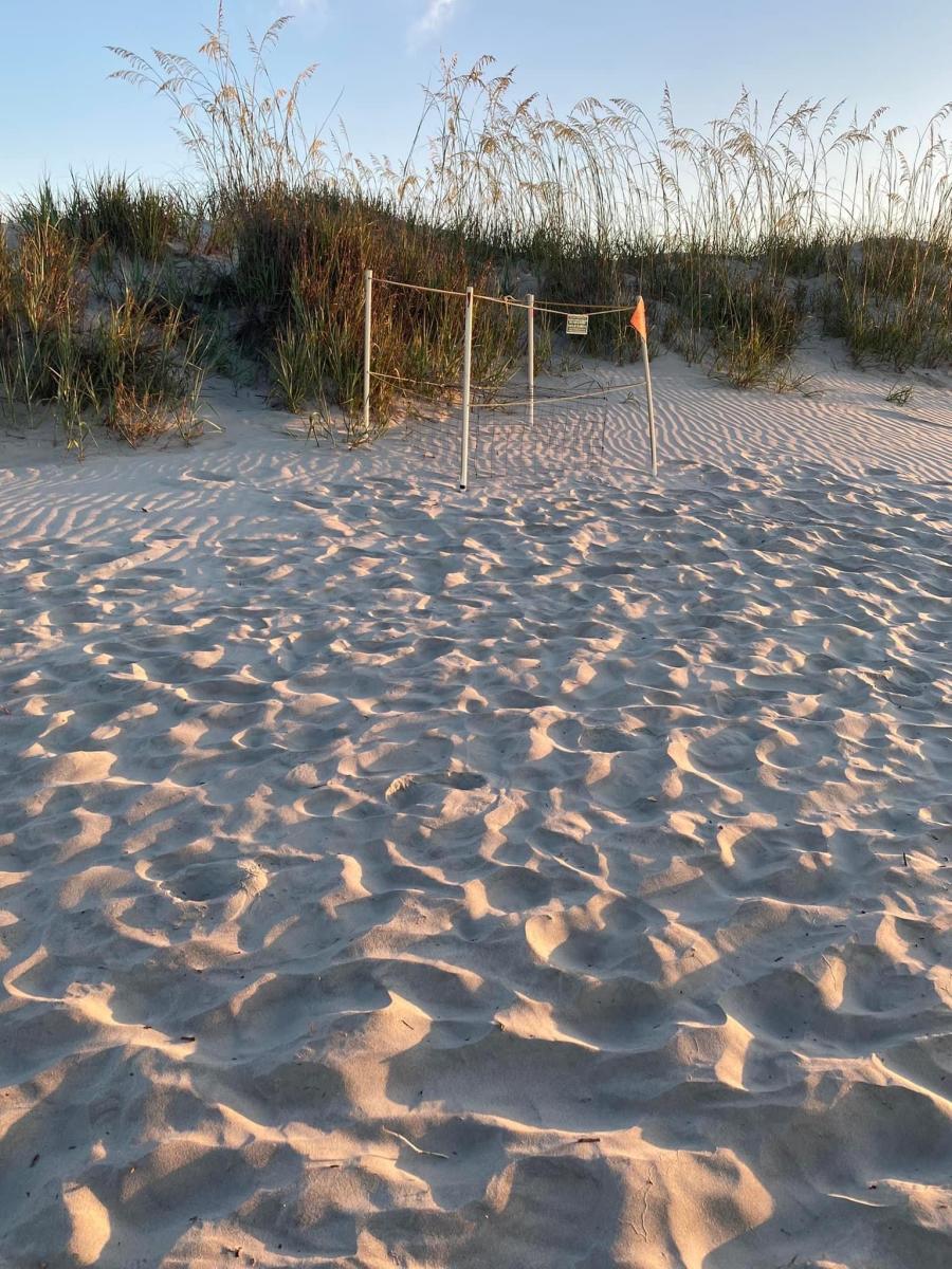 Sea Turtle Nesting Season | Grand Strand