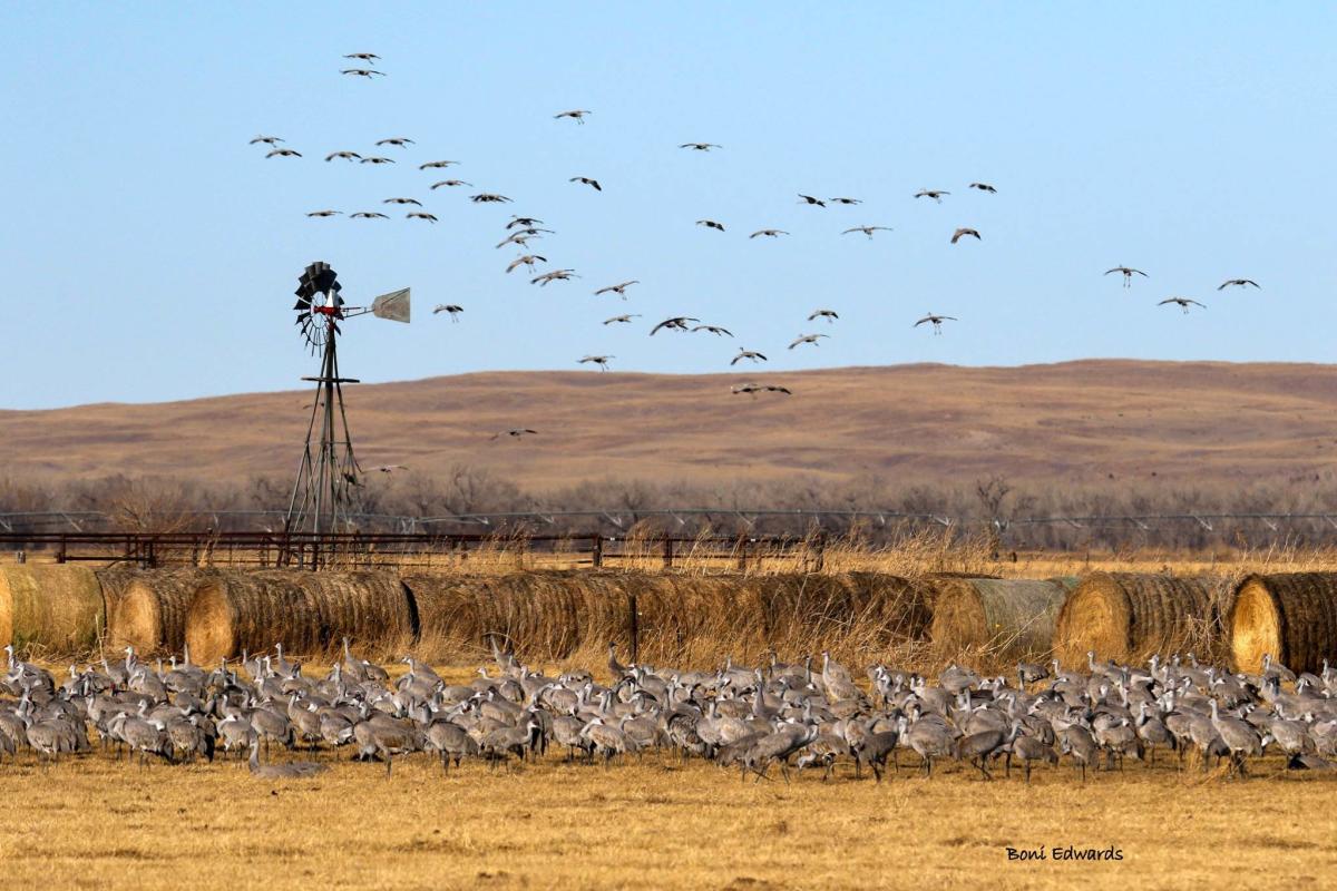 do sandhill cranes migrate