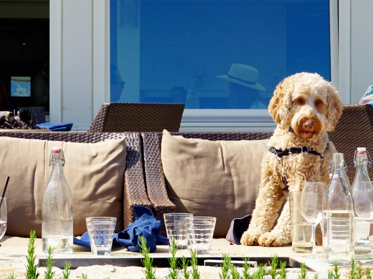 Dog-Friendly Restaurants in Oakland, CA | Patio & Bar Dining