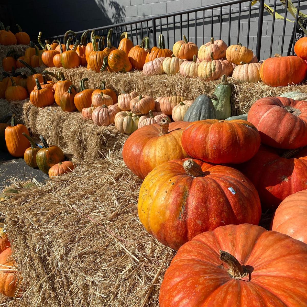 Oakland October Events | Festivals, Live Music & Markets