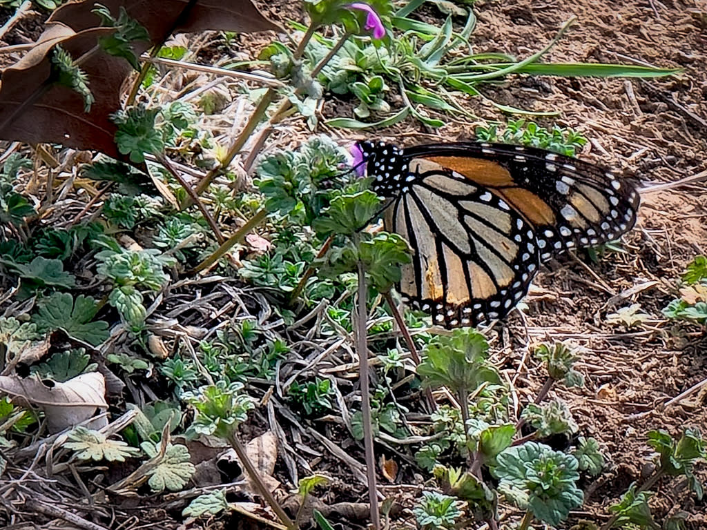 First Migrating Monarch Butterfly of 2025 Arrived to Oklahoma from Mexico