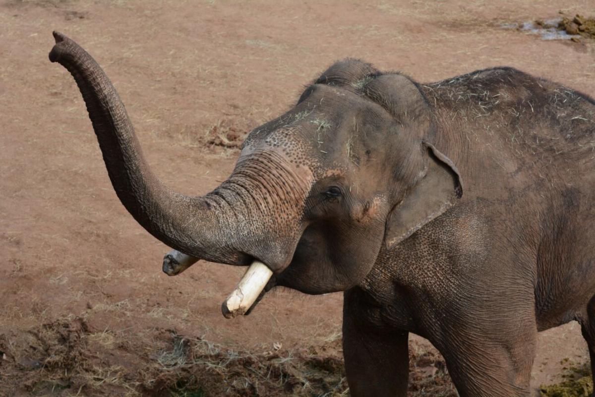 OKC ZOO SCIENTISTS CONDUCT FIRST-OF-ITS-KIND STUDY TO LEARN HOW ...