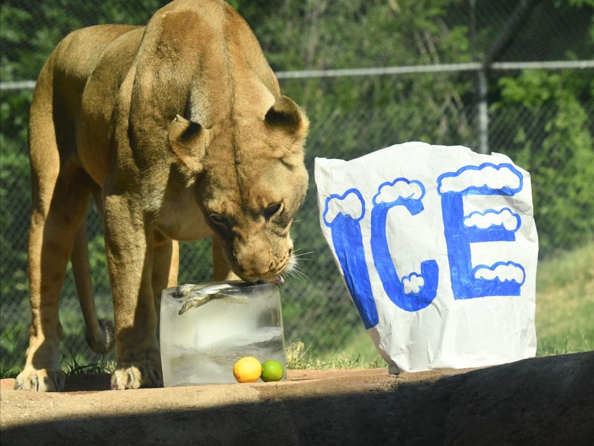 OKC ZOO CELEBRATES INDEPENDENCE DAY WITH SUMMER-THEMED ANIMAL ...