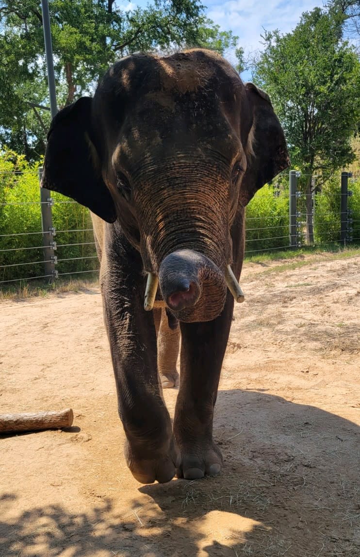 OKC ZOO WELCOMES NEW MALE ASIAN ELEPHANT TO ITS ANIMAL FAMILY