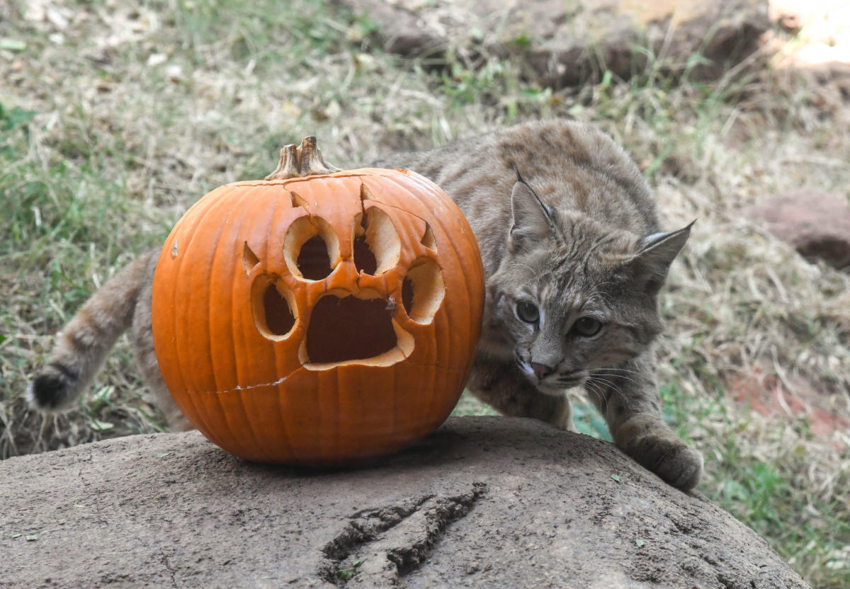 OKC ZOO HOSTS ANNUAL CHOMP AND STOMP ANIMAL ENRICHMENT EVENT AS PART OF ...