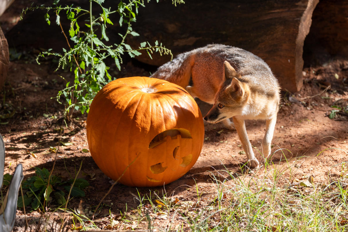 OKC ZOO HOSTS ANNUAL FALL ANIMAL ENRICHMENT EVENT, CHOMP AND STOMP