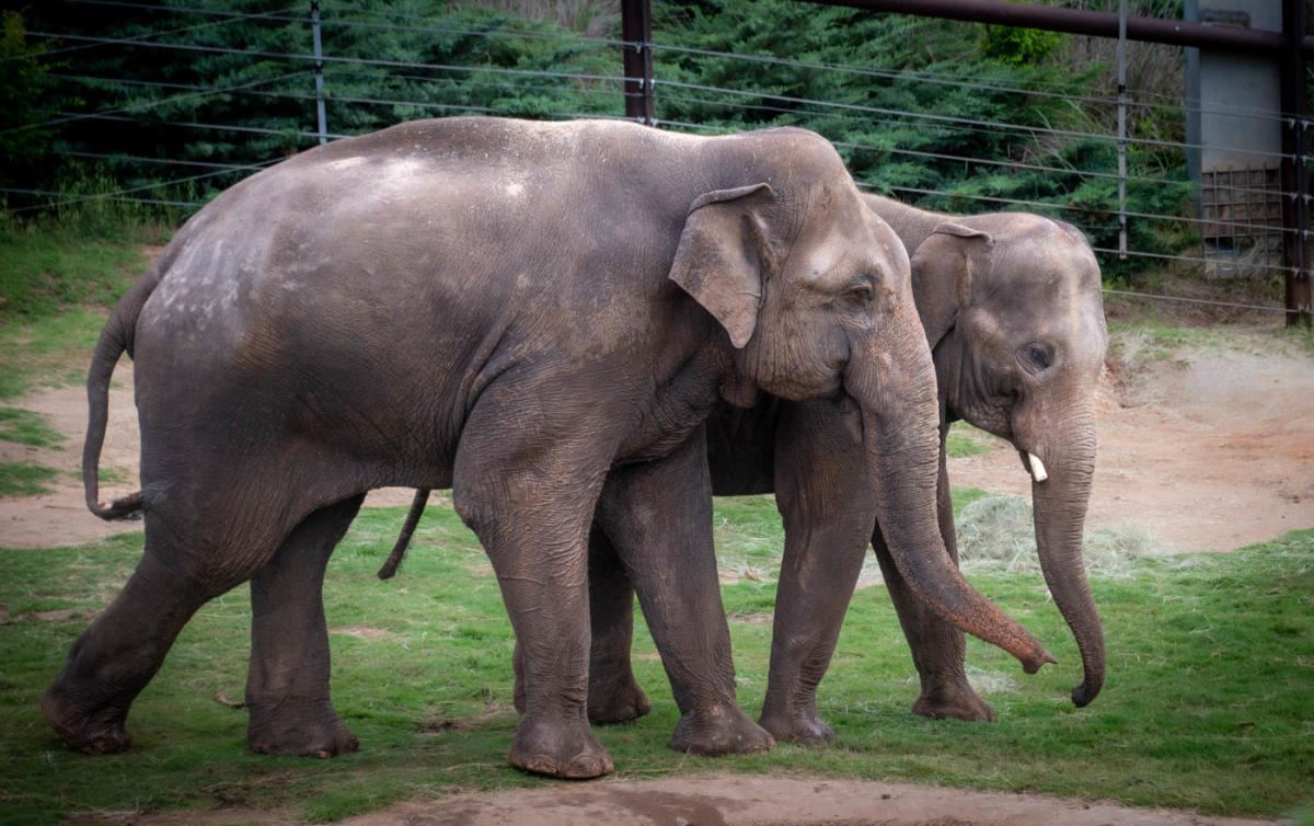 NEW RESEARCH FROM OKC ZOO HIGHLIGHTS PRIORITIES FOR MANAGING MALE ...