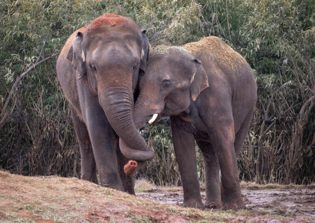 OKC ZOO ANNOUNCES FAMILY FUN HAPPENINGS FOR ASIAN ELEPHANT AWARENESS MONTH