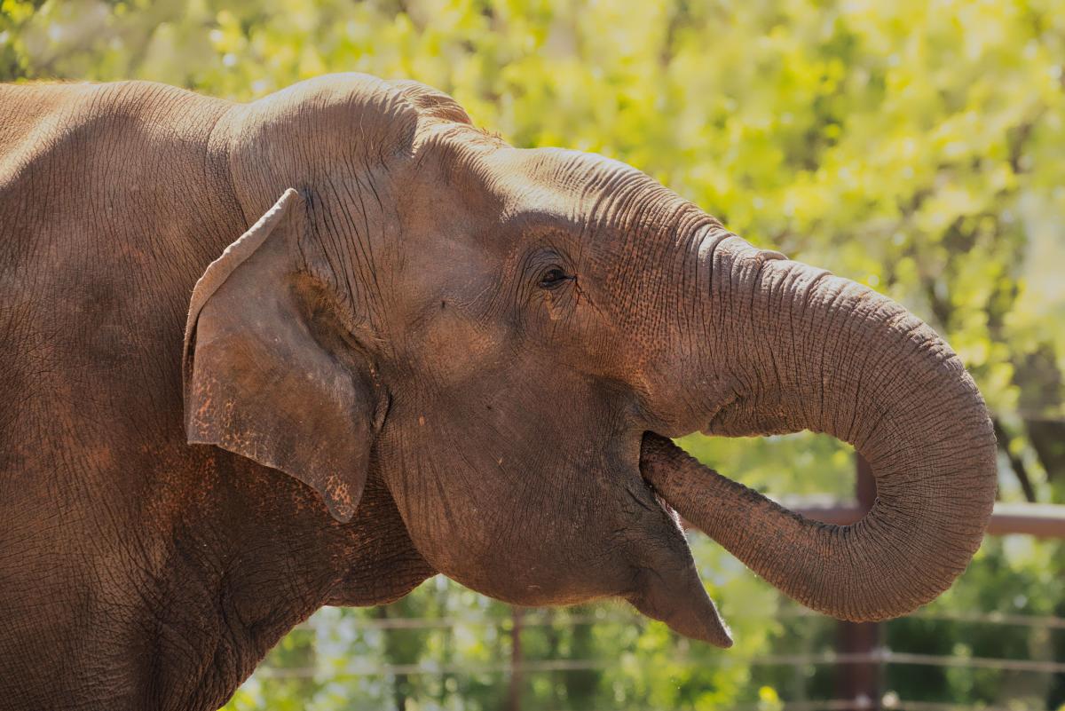 OKC ZOO CELEBRATES FOURTH ANNUAL ASIAN ELEPHANT AWARENESS MONTH WITH ...