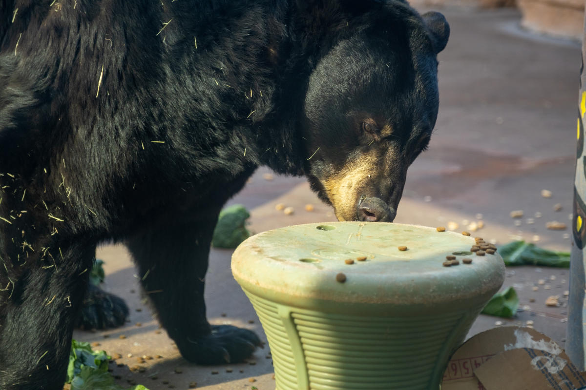 OKC ZOO AND BOB MOORE SUBARU HOST GROUNDHOG DAY ACTIVITIES, CELEBRATE ...