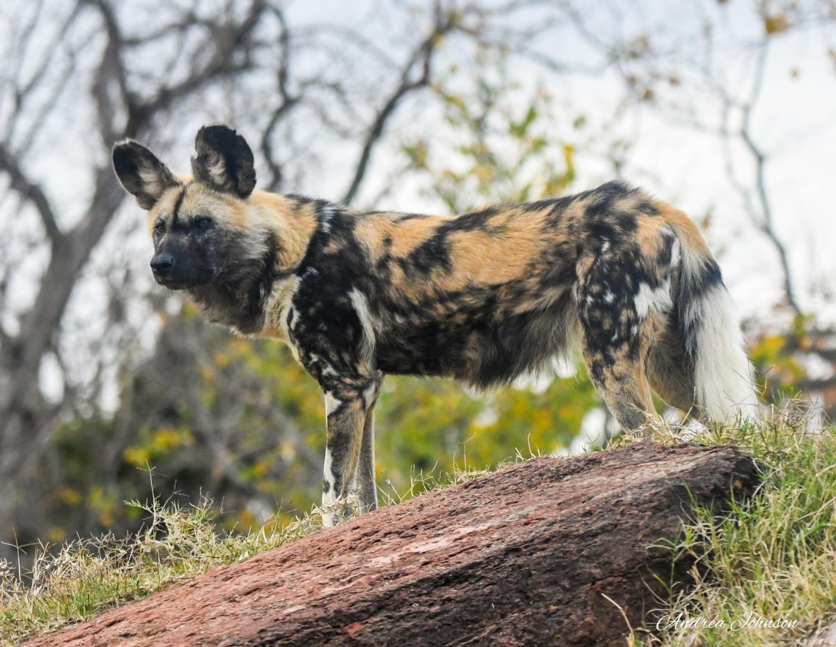OKC ZOO, BOB MOORE SUBARU CELEBRATE WORLD DOG DAY FRIDAY, AUGUST 26