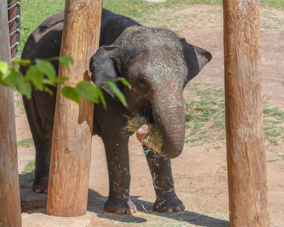 OKC ZOO DELIGHTED TO ANNOUNCE ENDANGERED ASIAN ELEPHANT ASHA IS PREGNANT