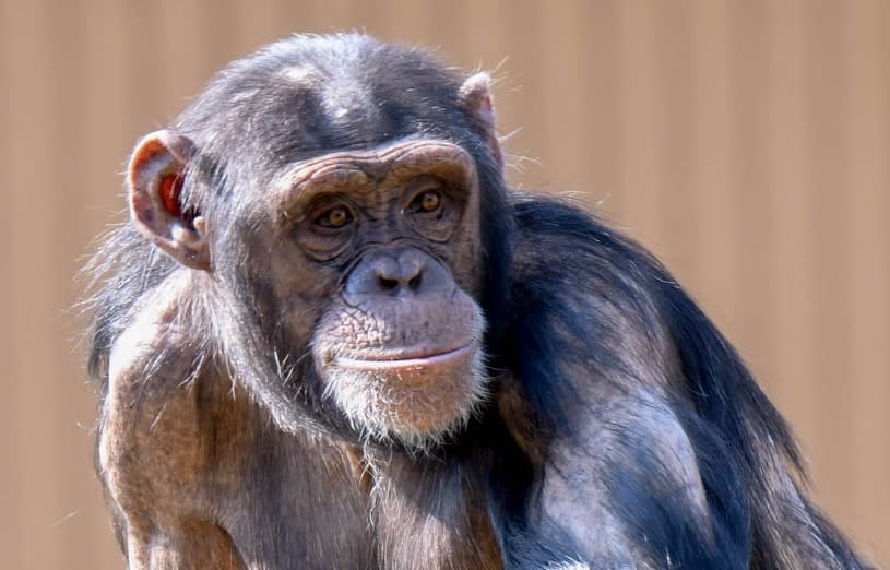 OKC ZOO’S ENDANGERED CHIMPANZEE, NIA, IS PREGNANT