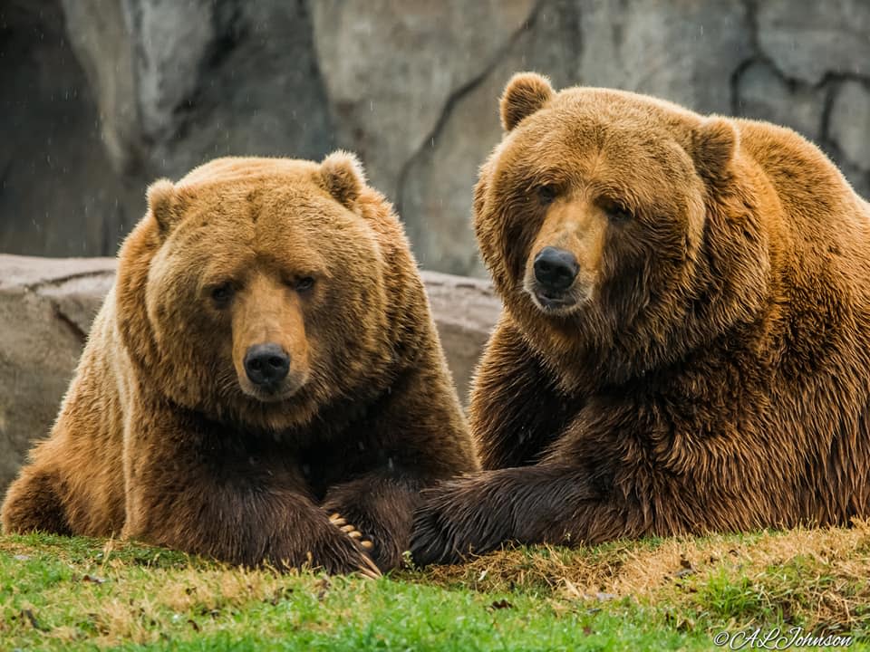OKC ZOO AND BOB MOORE SUBARU HOST ANNUAL GROUNDHOG DAY CELEBRATION WITH ...