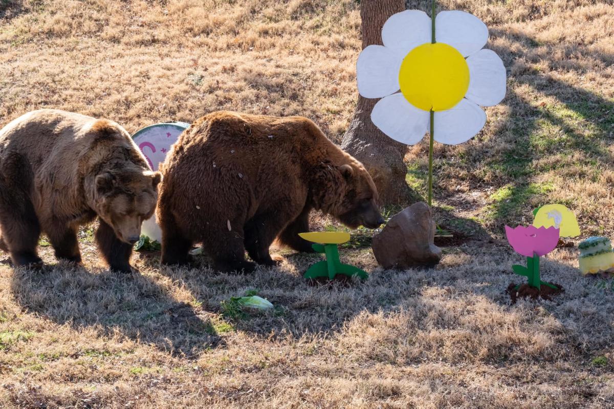 JOIN OKC ZOO AND BOB MOORE SUBARU FOR A WILD GROUNDHOG DAY CELEBRATION ...