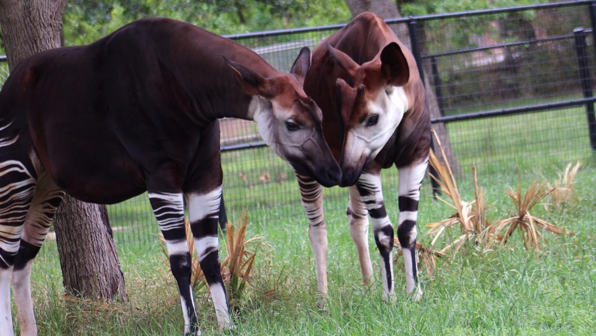 OKC ZOO ANNOUNCES ENDANGERED OKAPI IS PREGNANT, DUE THIS FALL