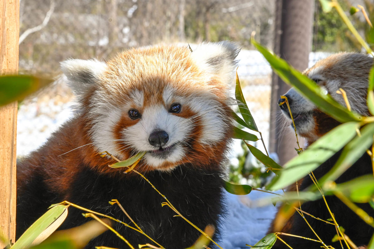 OKC ZOO HOSTS LIVE RED PANDA CAM ONLINE NOW THROUGH FEBRUARY 28