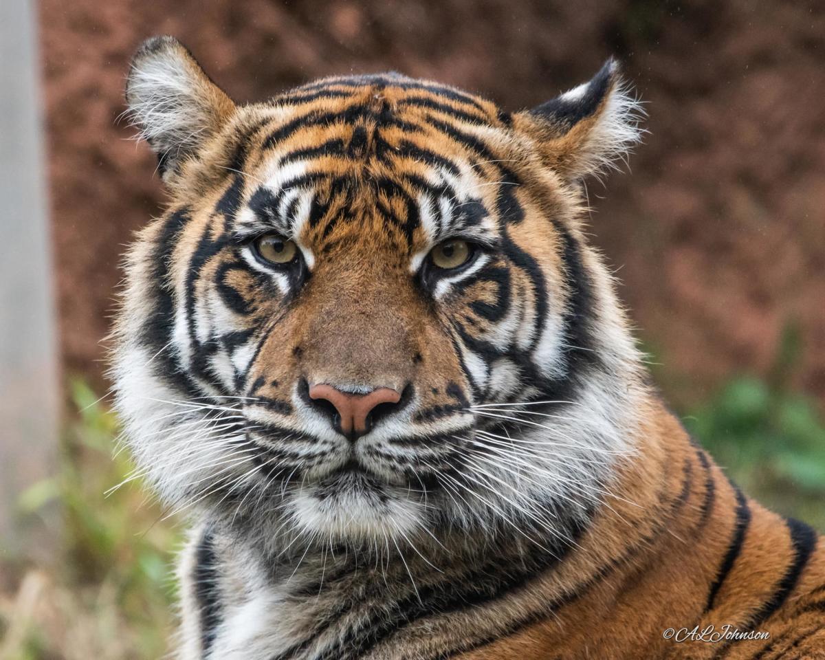 OKC ZOO HONORS CHINESE NEW YEAR, YEAR OF THE TIGER, WITH OFFER OF FREE ...